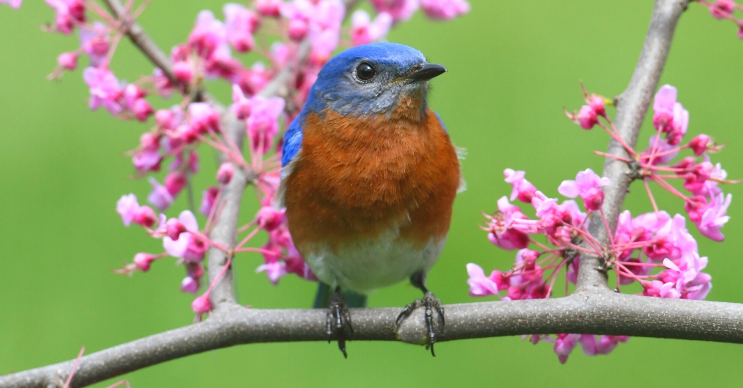 Spring Does Not Wait Upon The Heart
